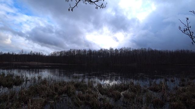 Жесть!! Четыре селезня на одну утку.