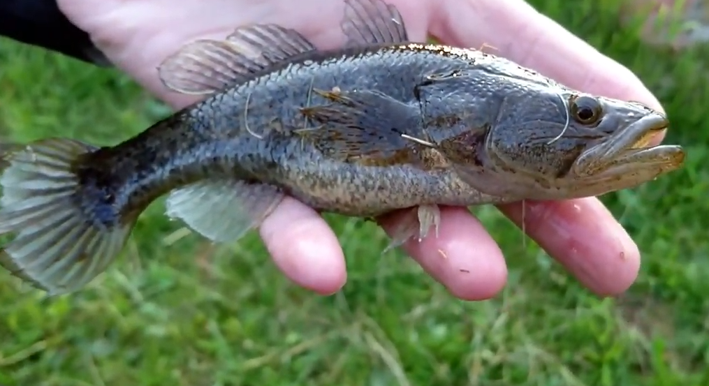 Наловил ротанов. Карась пока не клюёт. Малёк выпрыгивает за мошкой. Пруд - лучший аквариум, ч.2