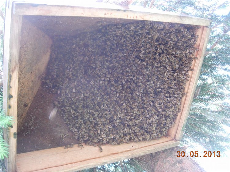 роение пчел в июне - удобный привой для прививания вышедшего из улья роя