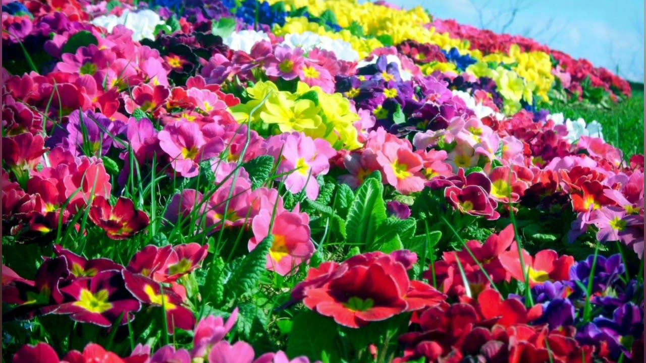 Медитация "Сад цветов"