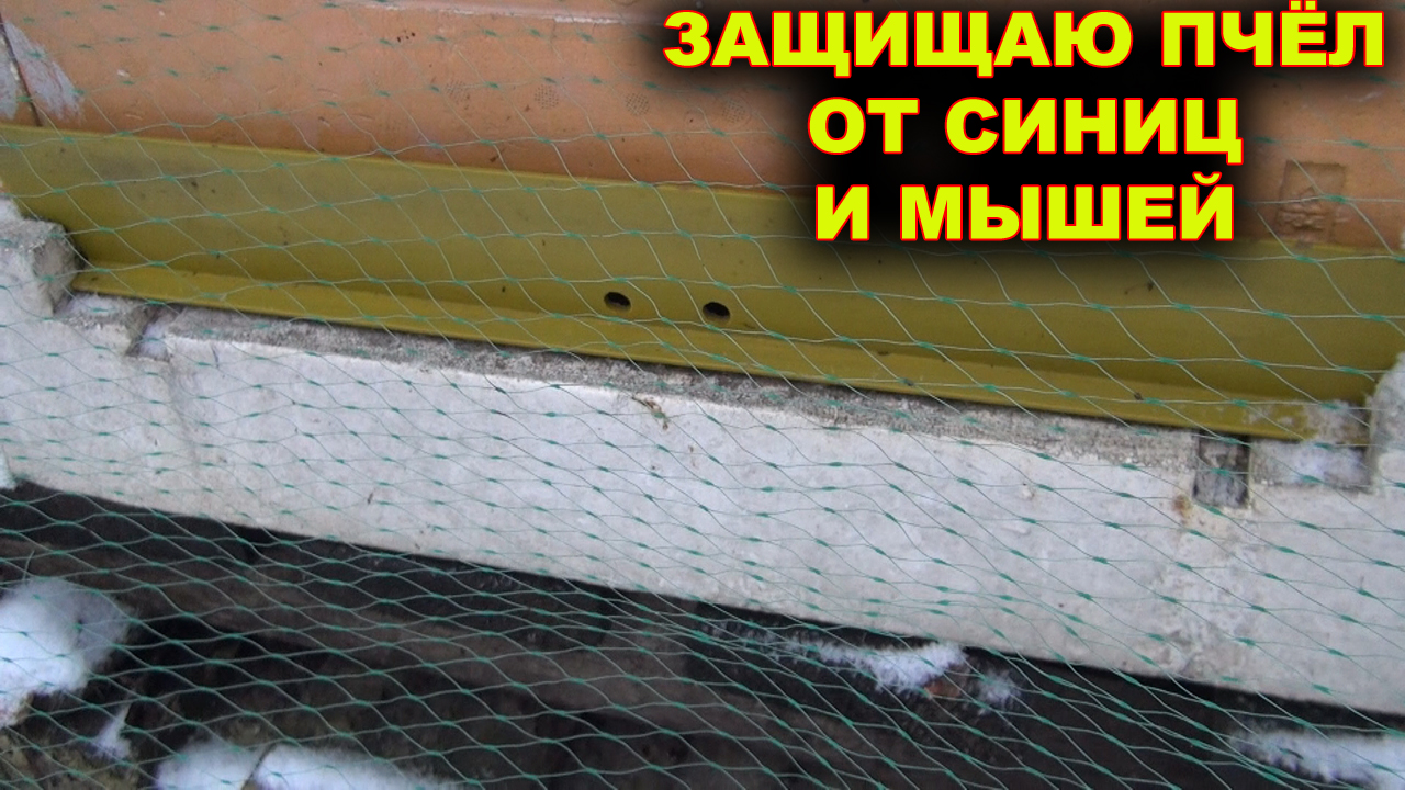 Защита пчёл от мышей и синиц.