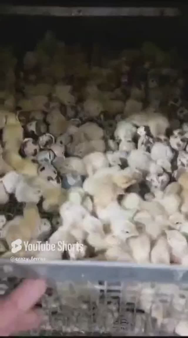 ✨Новости с фермы!У нас вывелись перепелята🐣 #ферма #инкубатор #инкубацияяиц #перепела #shorts