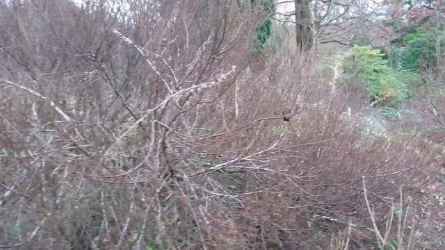 Заяц ботаническом саду г. Орхус, Дания. 15 дек. 2021