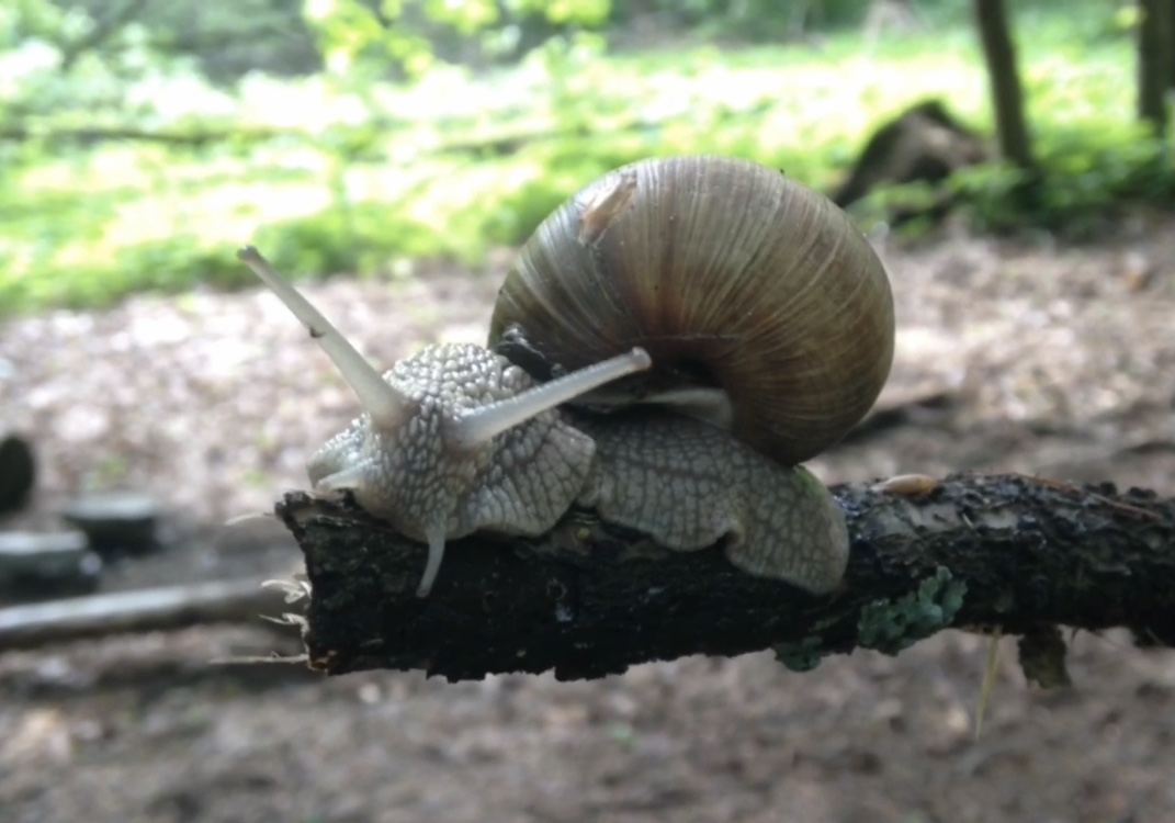 Даже улитка может летать !