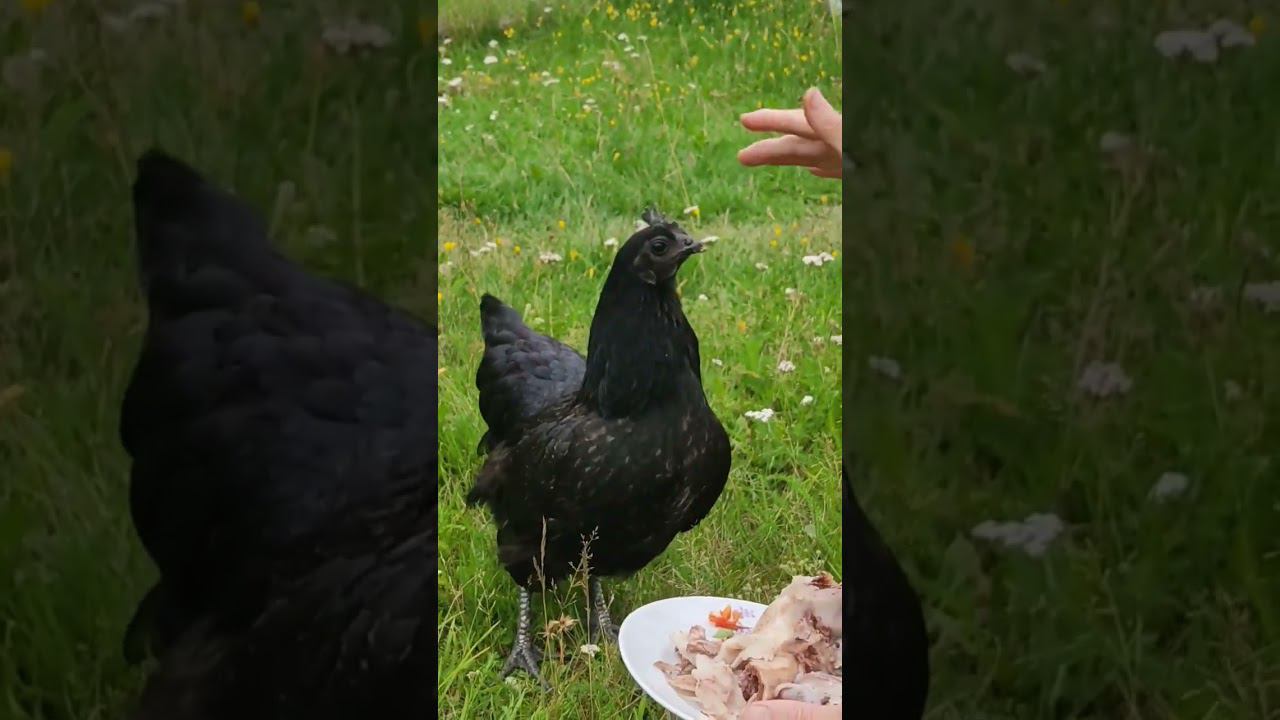 Боевая курица Аям Цемани # аямцемани