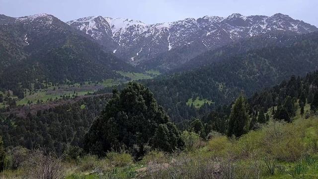 Синегорье. Узбекистан, Ташкентская область.