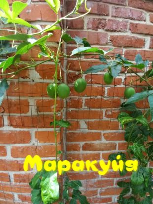 Маракуйя созрела в саду на Кубани.