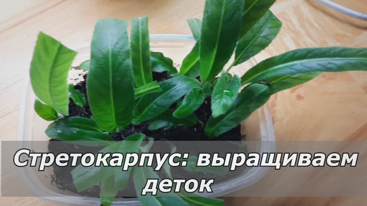 Формируем детки стрептокарпуса