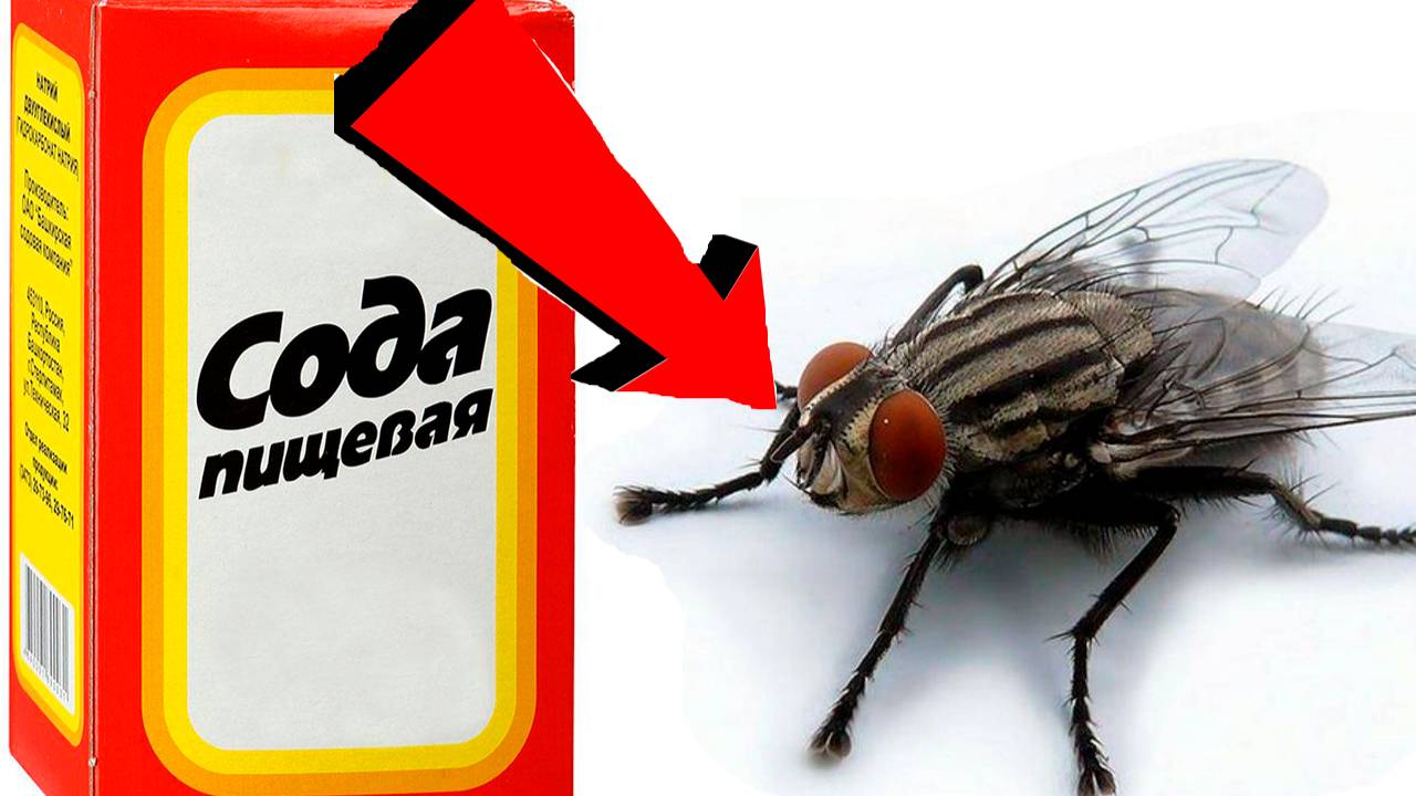 Как избавиться от мух за 3 секунды!!.!!.!!.!!.!!
