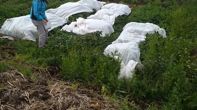 Такой наш огородик)