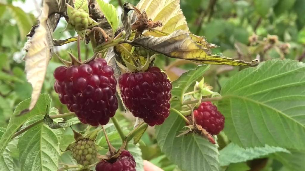 10-11 09 2022г малина сорт-Бриллиантовая характеристика,кушаем арбузы и дыни.