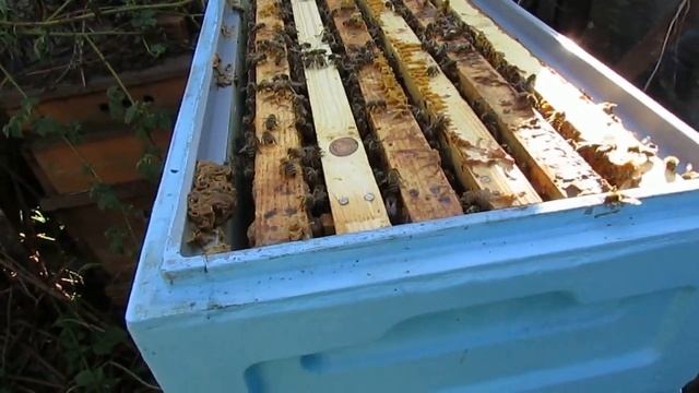 работы на пасеке в июне - расширяю 6 рамочный улей до 17 рамок Дадана