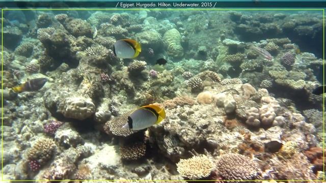 Egipet_Hilton_Underwater_2015
