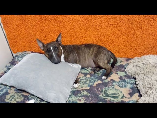 Говорящие медведи, игрушки-подушки, хитрые мокрые собаки... То ли ещё будет, если дождь!!!