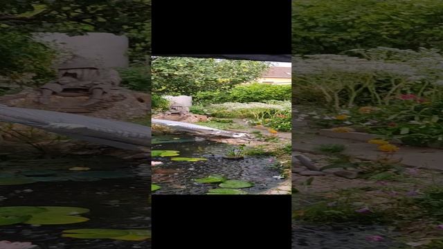 Дождь, рыбы в пруду мокнут