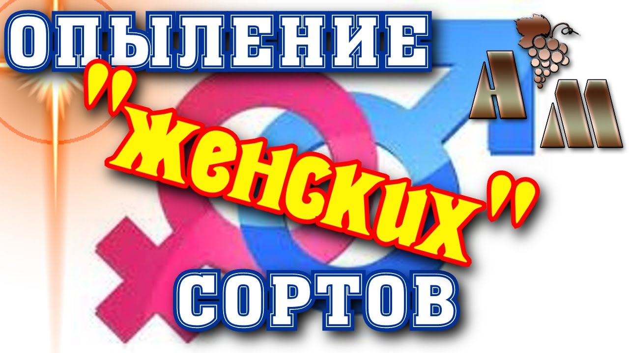 ? Простой способ доопыления "женских" сортов винограда