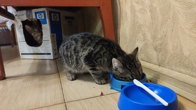 Корс и Сита Кушать хочется, но страшно