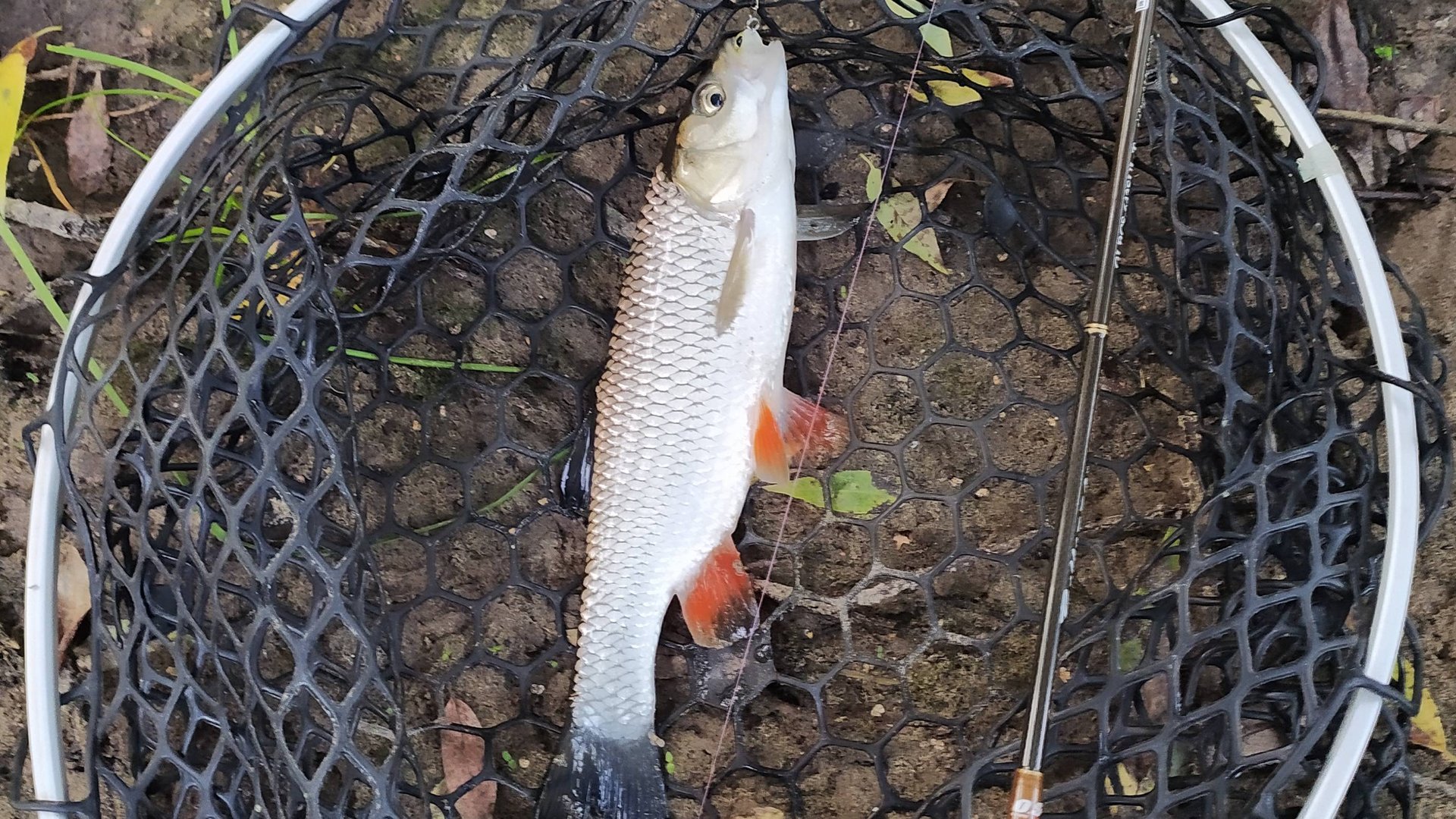 Малая речка. Микро-воблеры и микро-колебалки.mp4