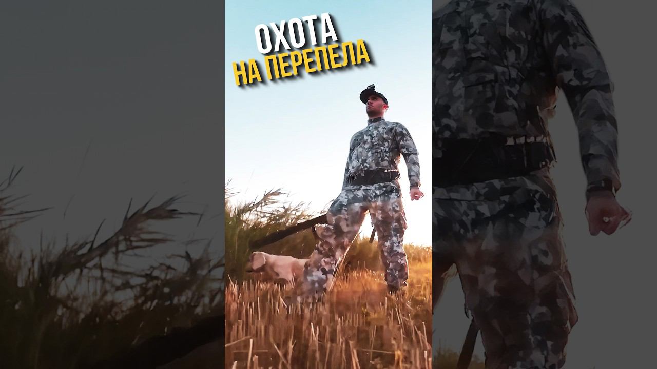 ОХОТИМСЯ НА ПЕРЕПЕЛА #охотарыбалка #hunting #охотавроссии #охота #добыча #охотавидео #охотамоёхобби