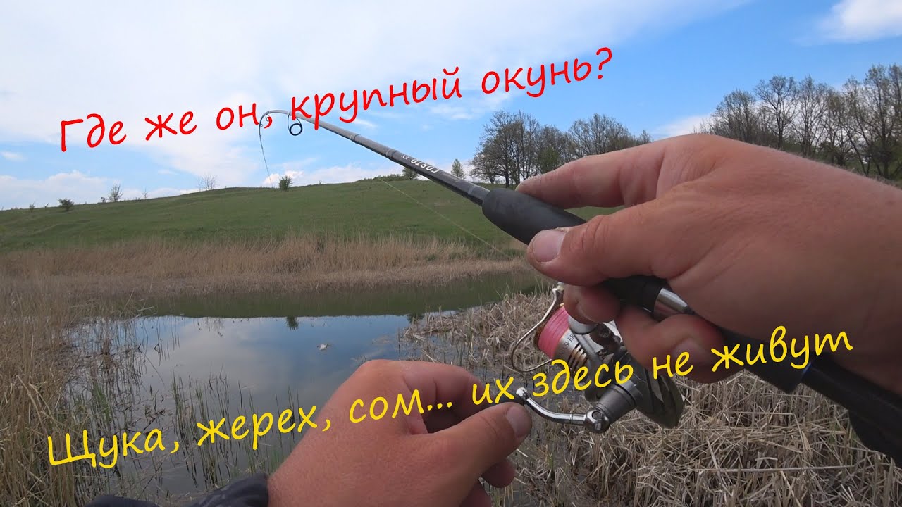 Открывая новые места. Рекордные окуни Белгородской области...