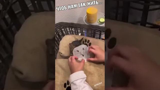 Наглый котяра