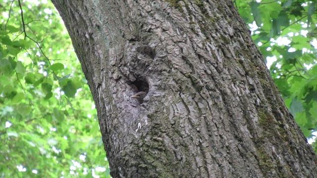 Скворец кормит птенца булкой. Птенец выглядывает из дупла