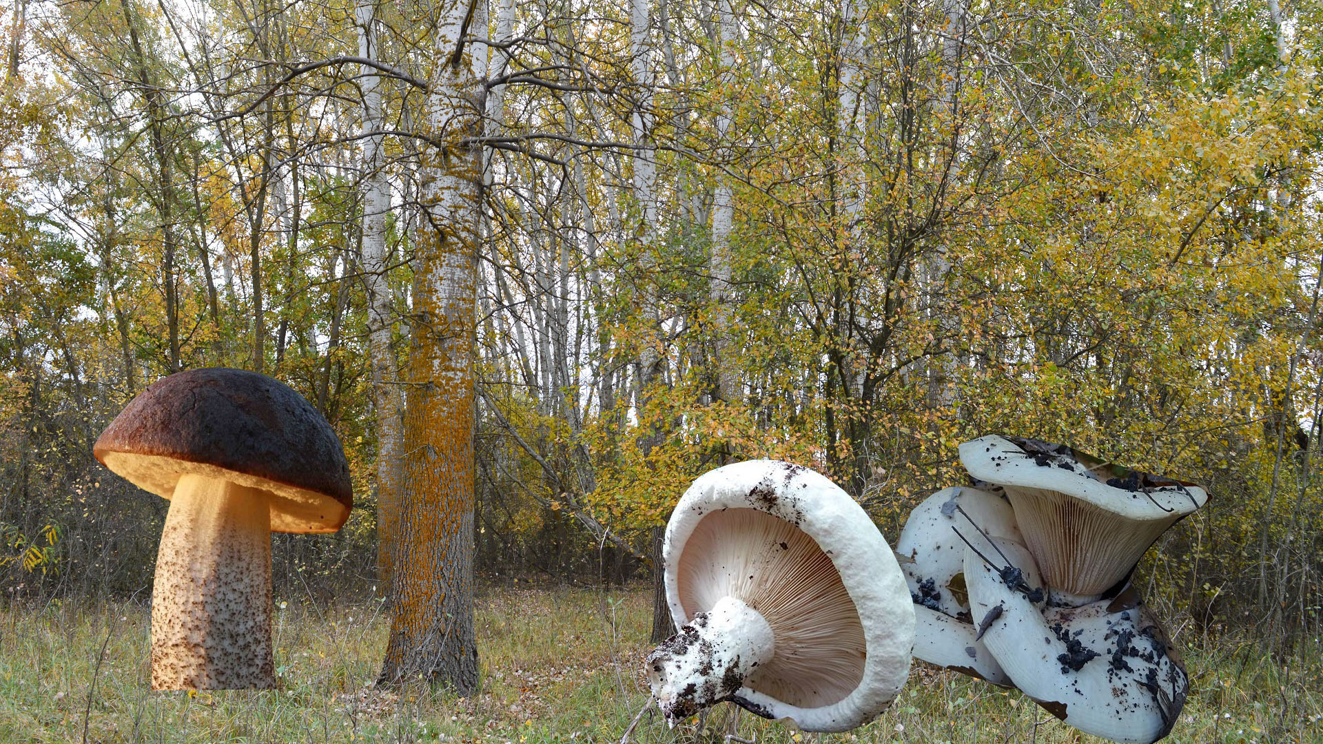Груздь осиновый, подберезовики, обабки  и др.