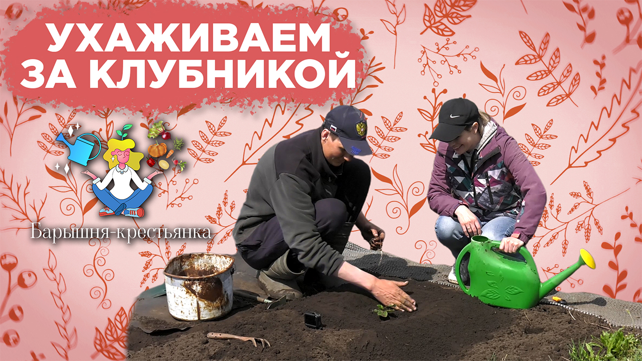 Секреты ухода за клубникой | Барышня-крестьянка | Как правильно удалять усы?