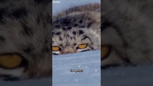 Самый густой и плотный мех. Знаете ли вы? Природа #37