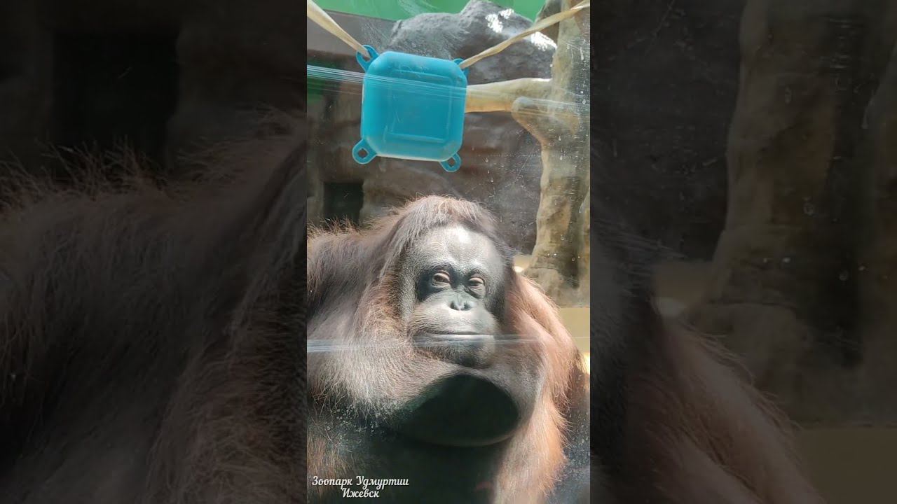 Зоопарк Удмуртии | Ижевск