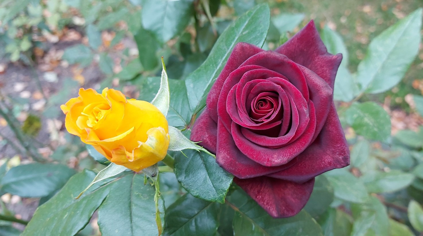 П.И. Чайковский. Вальс цветов