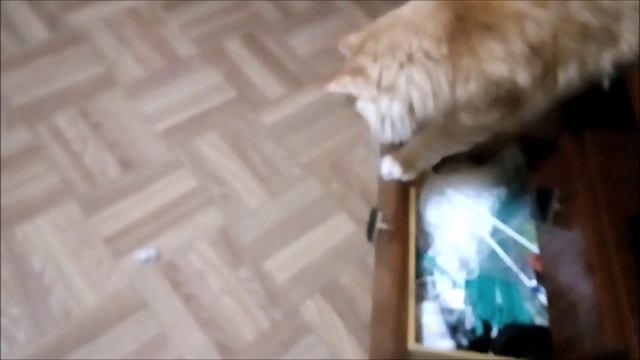 Рыжий кот Барсик в 2019 году