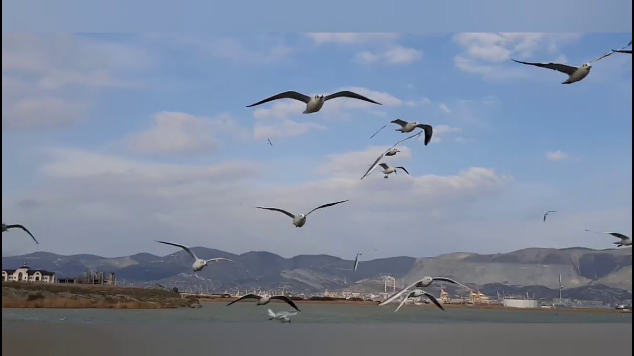 ПРОГУЛКА У МОРЯ ! ДУЕТ сильный ветер" МОРЯК"