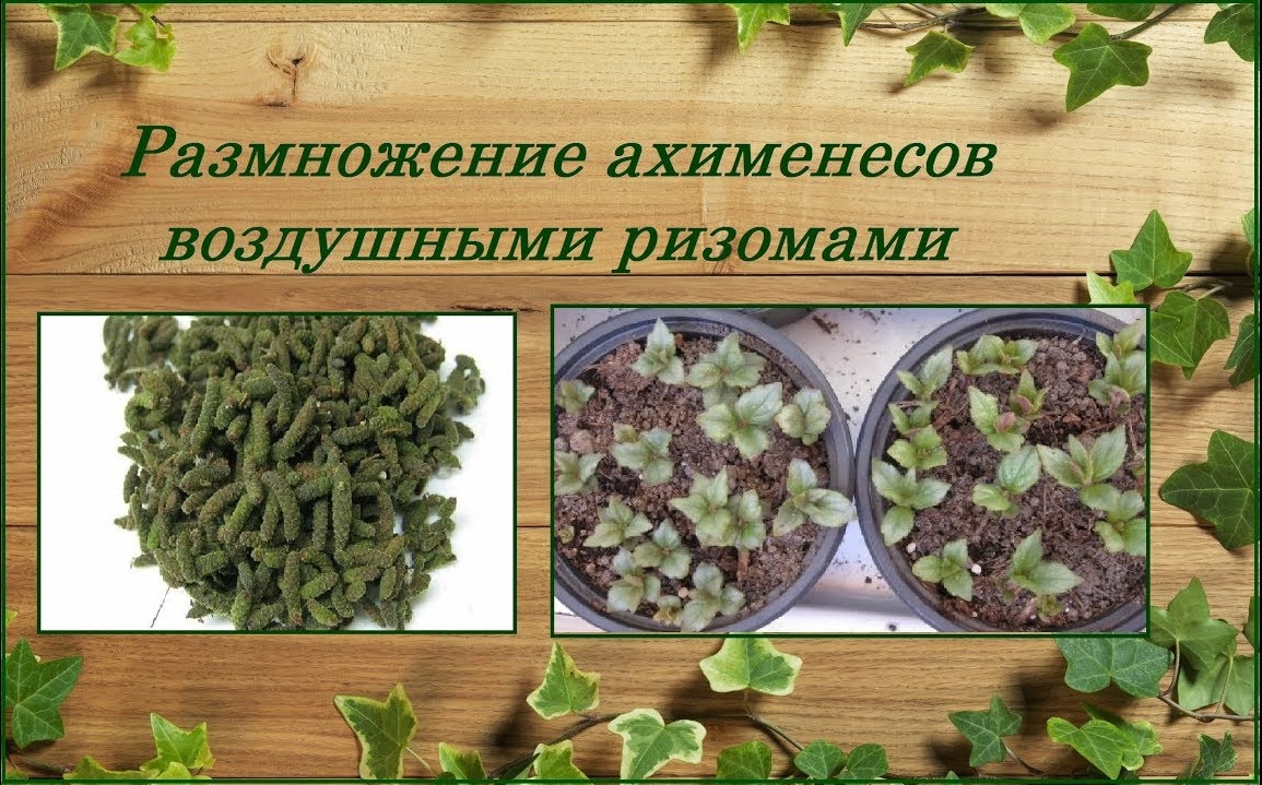 Размножение ахименесов воздушными ризомами - простой и быстрый способ размножения