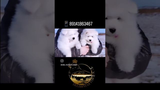 Питомник:  Полярная Гордость.