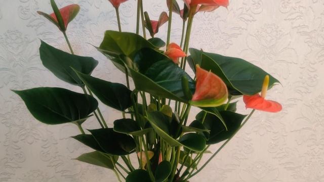 Цветы Вместе - Антуриум Адьос Оранж Anthurium Adios Orange  17/55