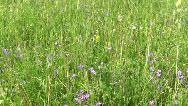 Лето ромашки птичка благодать!