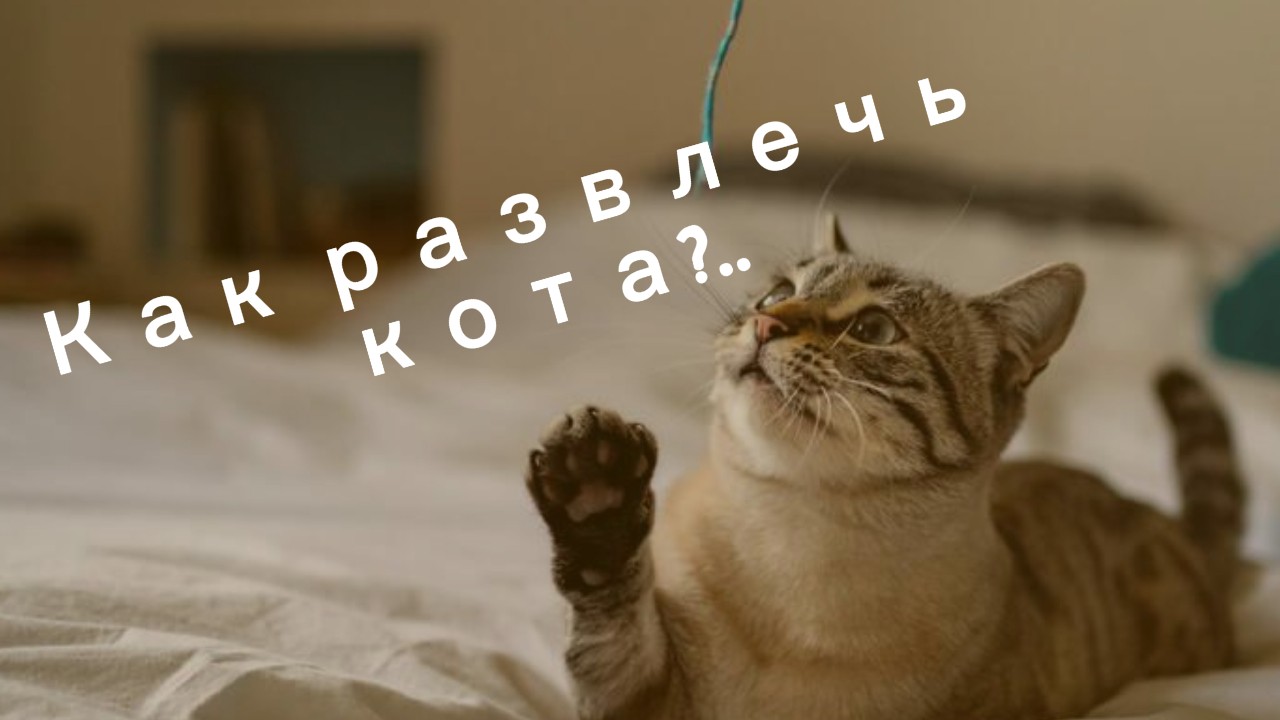 Котики и как умудриться поработать, когда им скучно?.. #какделаваши #чтоядумаюобэтом