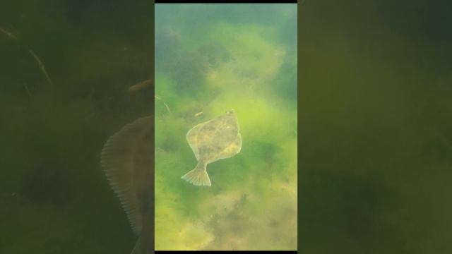 Полёт балтийской камбалы. #камбала #подводнаяохота