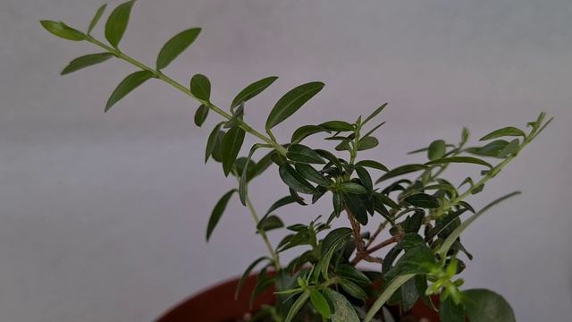 Тарантино зеленый 2