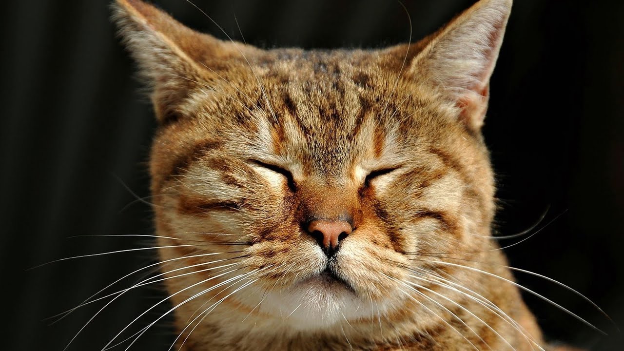 В постоянном общении с кошками кроме положительного воздействия....