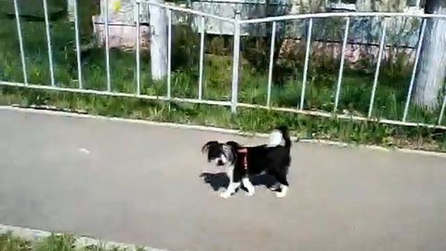 Прогулки со Шваброй