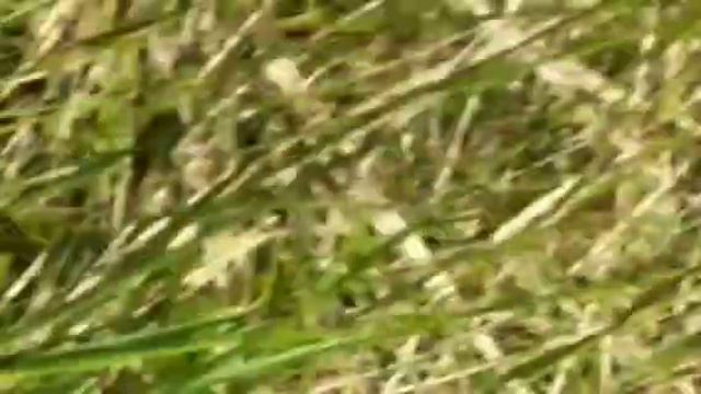 Ловля пчелиного роя