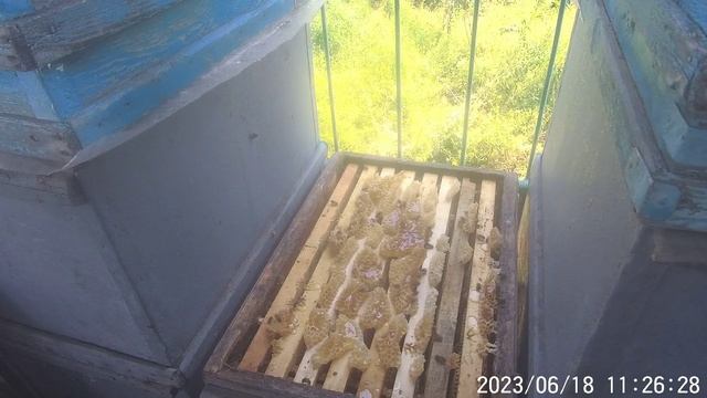 Качаем Белую акацию, делаем отводки.