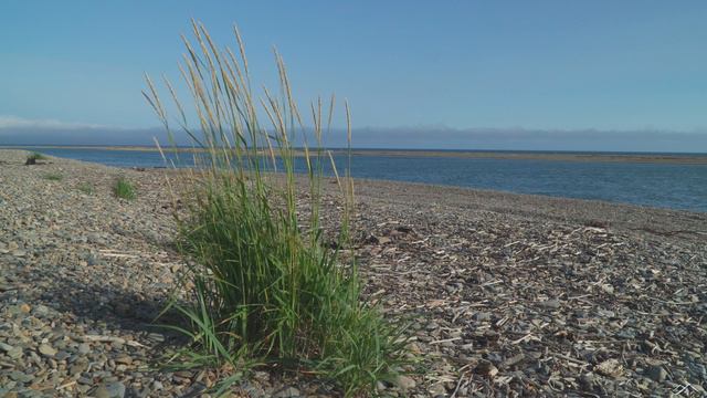 Russia, Magadan region, Nyuklya | Магаданская область, Нюкля, 2023г.