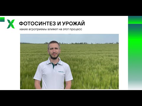 Фотосинтез и урожай
