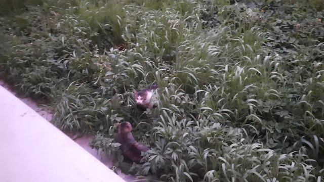 Кошачьи звуки