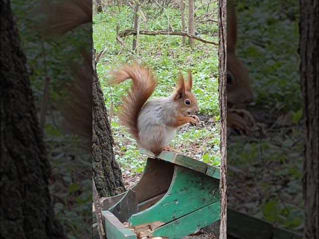 Белка в лесной столовой, ест орешки. Squirrel in the forest canteen, eating nuts. Белка на свободе.