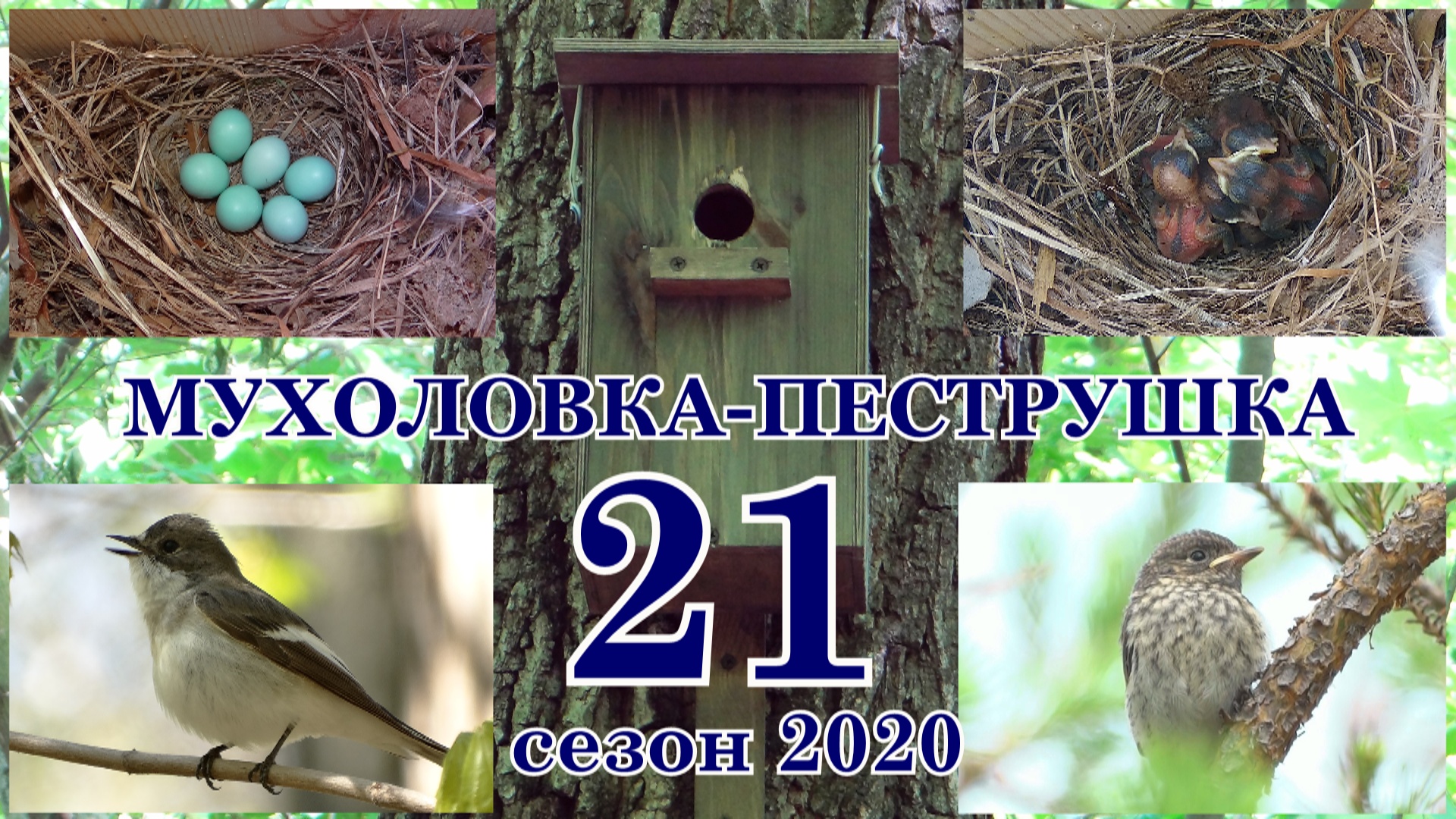 От гнезда до птенца. Хроника событий. Мухоловка-пеструшка. (Ficedula hypoleuca) 21 серия. Сезон 2020