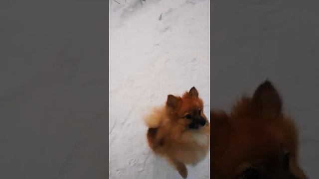 Шпиц - Карри